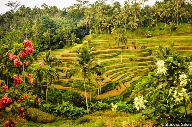 The Rice Terraces Of Bali | Shadows Galore