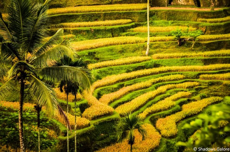 The Rice Terraces Of Bali | Shadows Galore