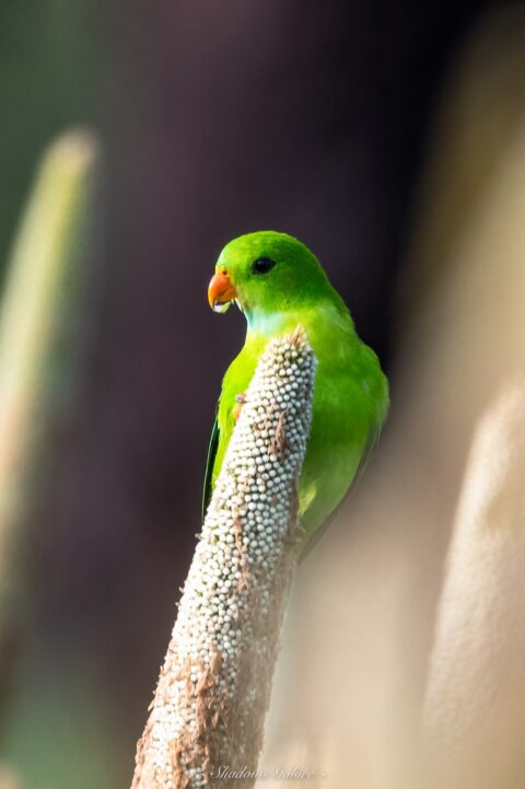 A Morning With The Vernal Hanging Parrots | Shadows Galore