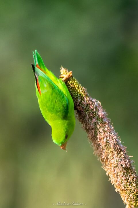 A Morning With The Vernal Hanging Parrots | Shadows Galore