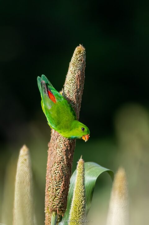 A Morning With The Vernal Hanging Parrots | Shadows Galore