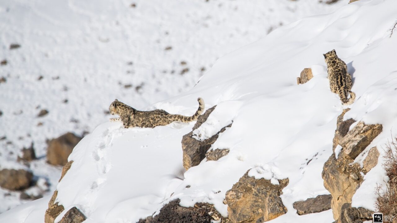 To The Snow Leopard Expedition | Shadows Galore